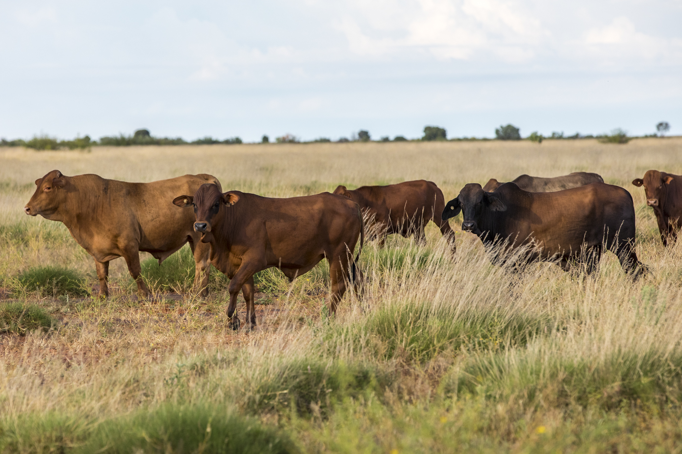 Our Cattle | Argyle Cattle Company