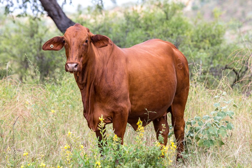 Welcome to Argyle Cattle Co. - Argyle Cattle Company