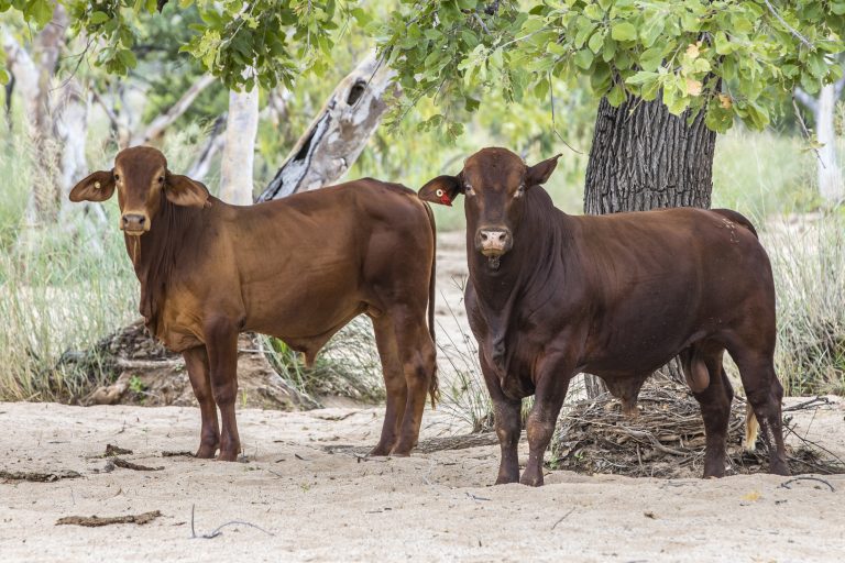 Our Cattle - Argyle Cattle Company